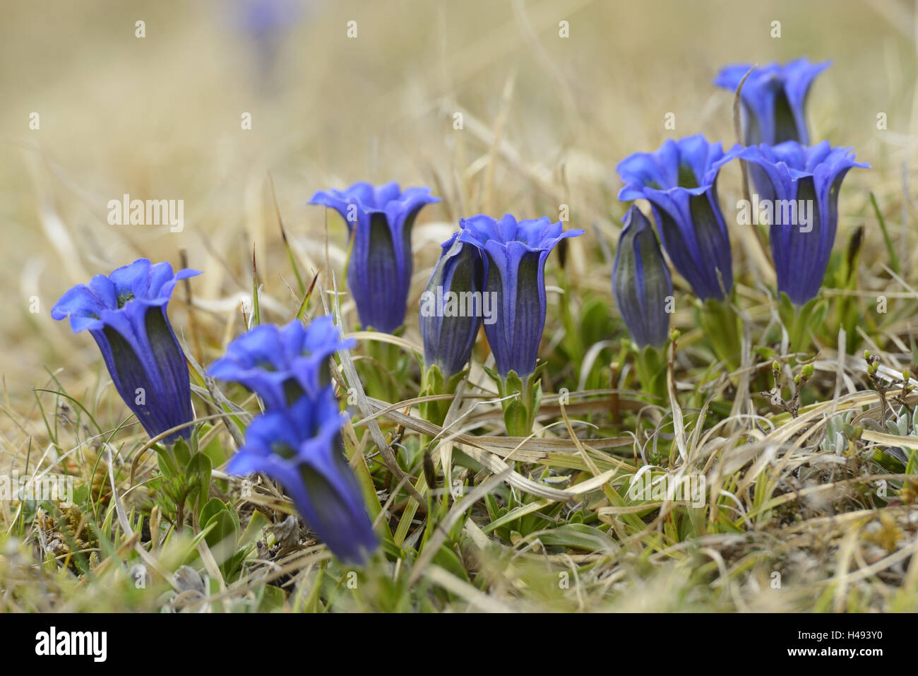 Alp enzian -Fotos und -Bildmaterial in hoher Auflösung – Alamy