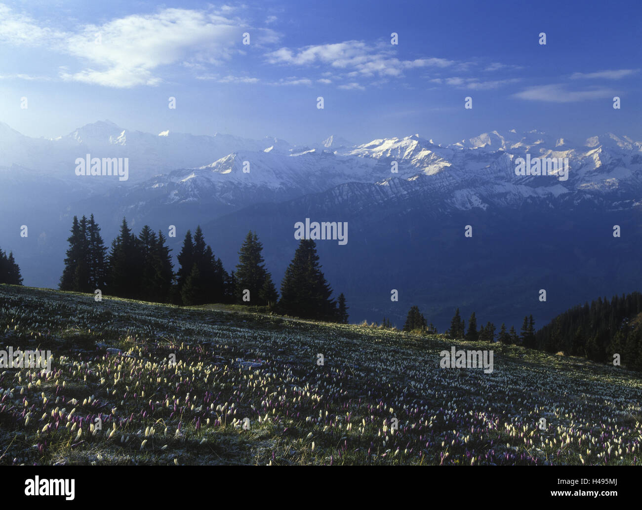 Schweiz, Berner Oberland, Krokusblüte im Feld Unterburg mit Blick auf ...
