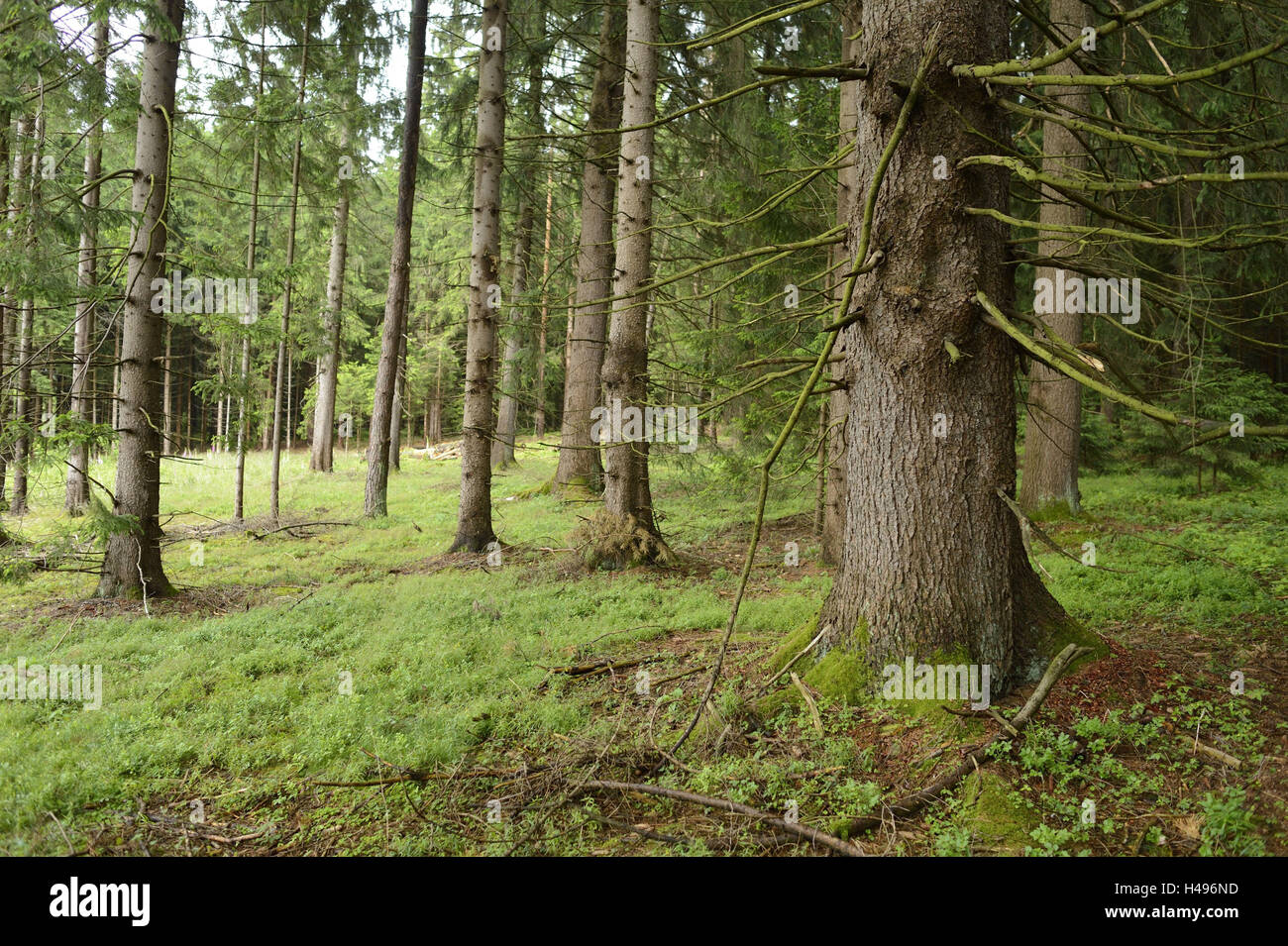 Fichten picea abies -Fotos und -Bildmaterial in hoher Auflösung – Alamy