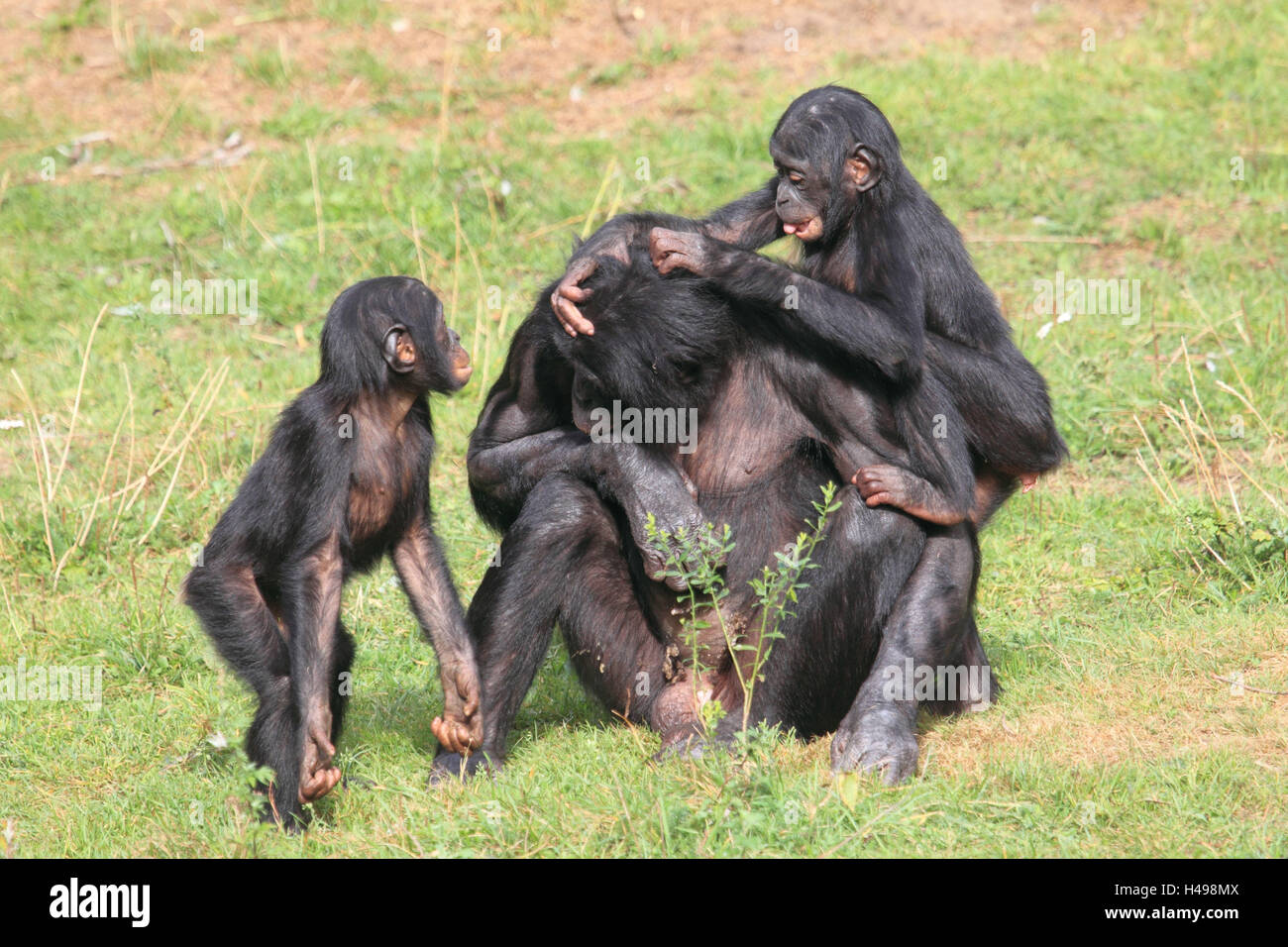Tiere bonobo -Fotos und -Bildmaterial in hoher Auflösung – Alamy