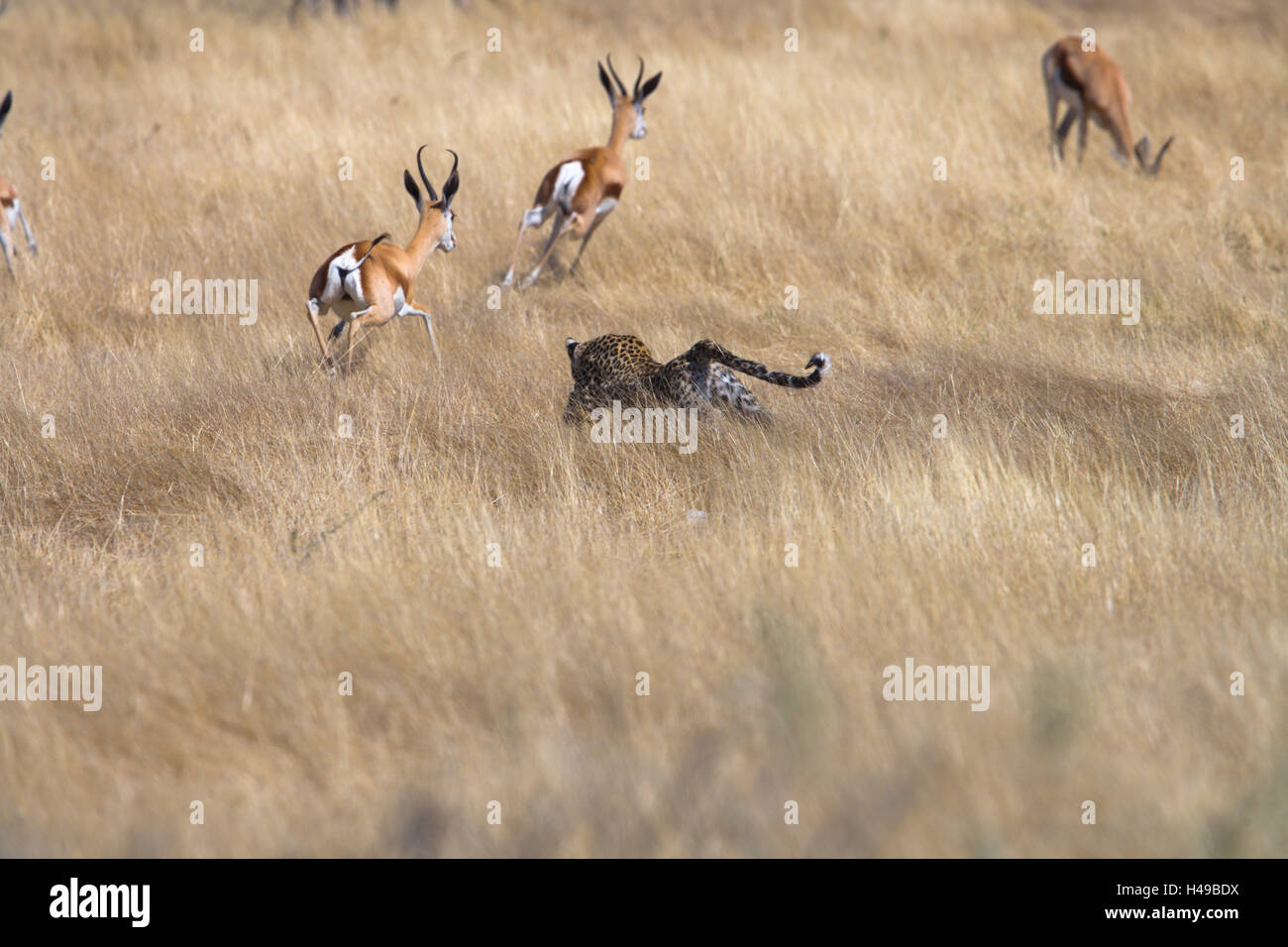 Afrika, Namibia, Etosha Nationalpark, Leopard, Jagd, Springbock ...