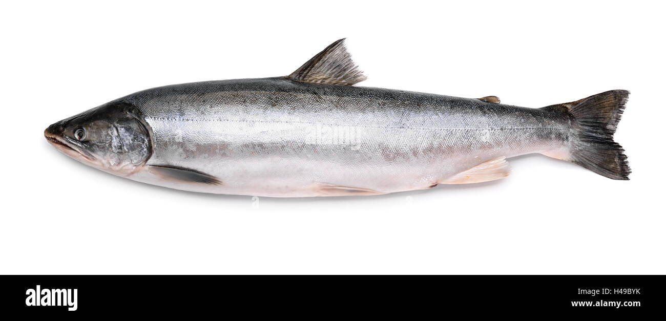 Atlantischer saibling -Fotos und -Bildmaterial in hoher Auflösung – Alamy