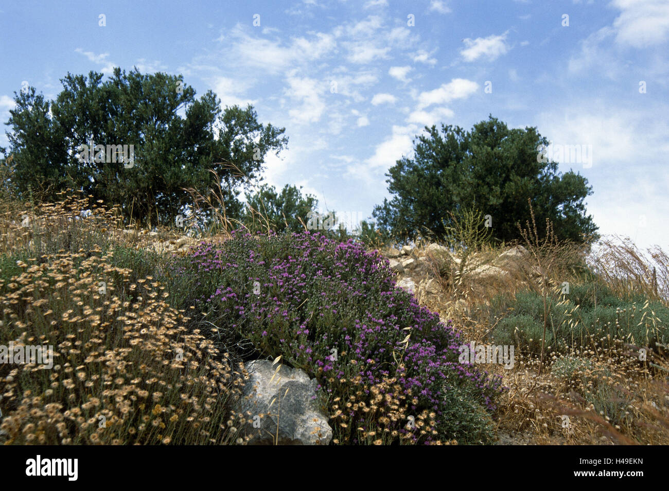 Flora of crete -Fotos und -Bildmaterial in hoher Auflösung - Seite 2 ...