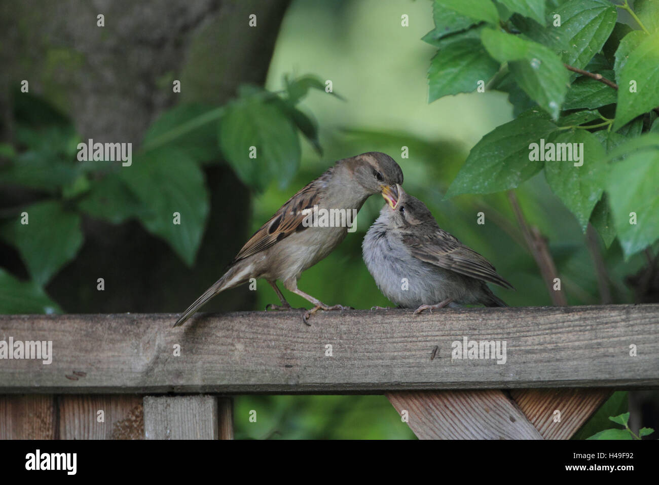 Spatz futter -Fotos und -Bildmaterial in hoher Auflösung – Alamy