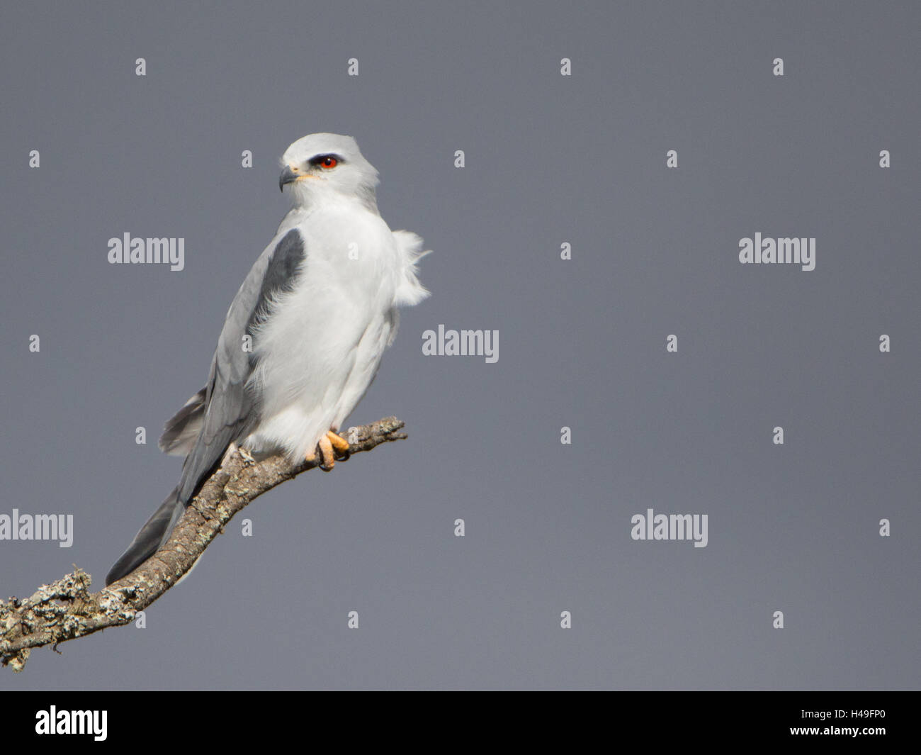 Gina wild -Fotos und -Bildmaterial in hoher Auflösung – Alamy
