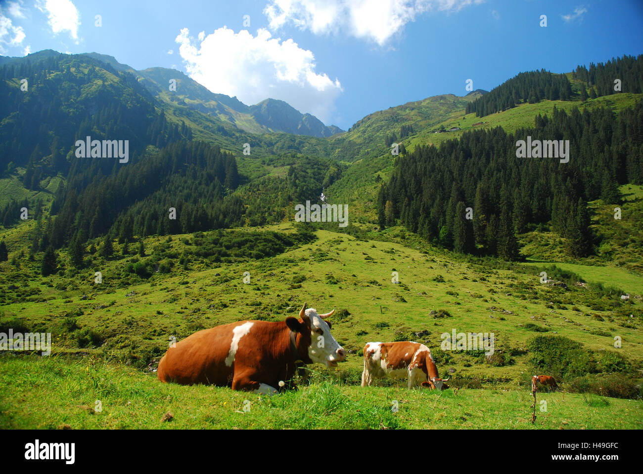 Österreich, Tirol, Zillertal, schöne Wiese, Wildschönau, Alp Bereich ...