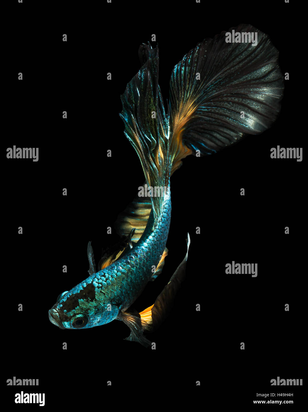 Betta Fische, Kampffische, siamesische Kampffische. "Half Moon" auf ...