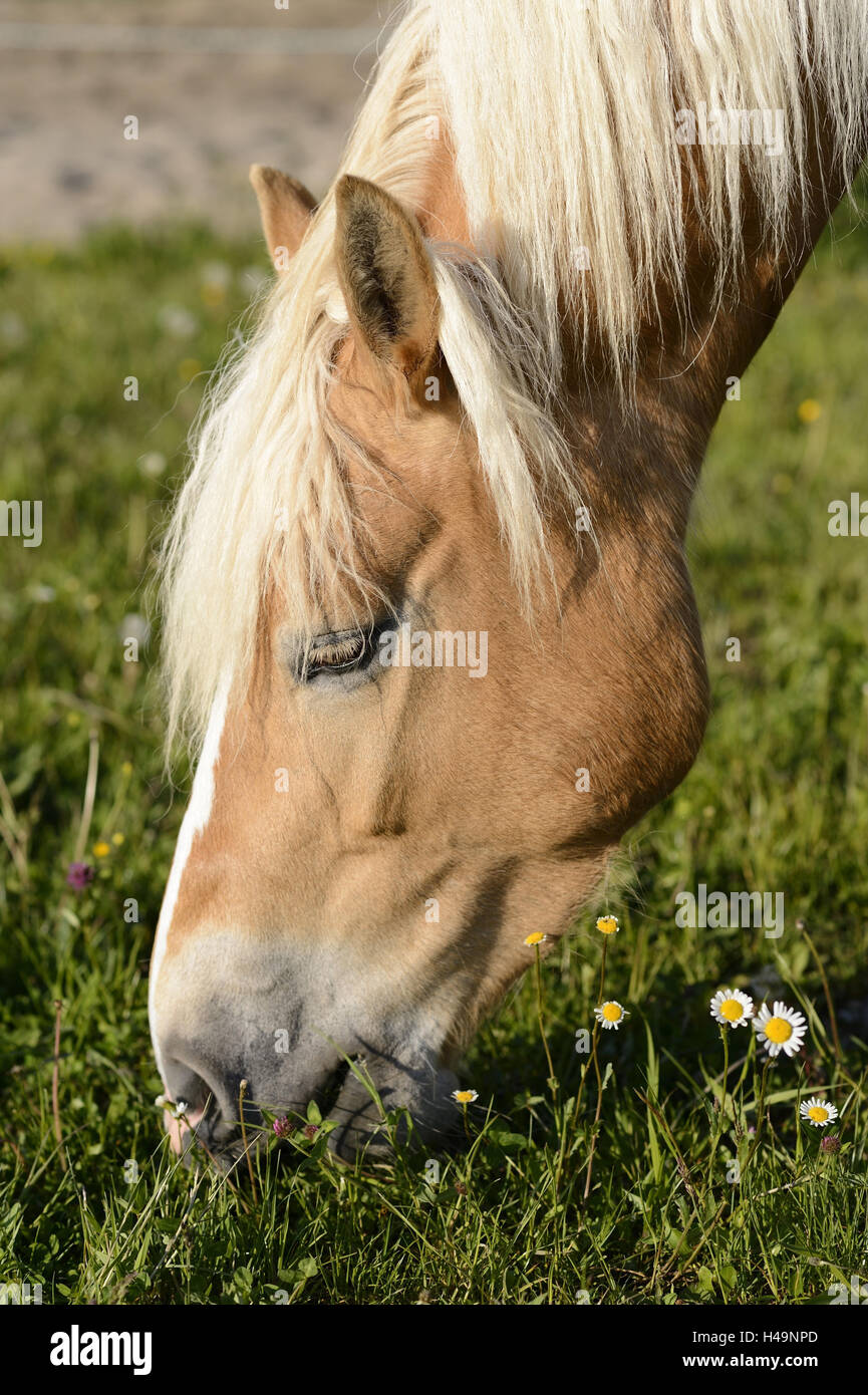 Haflinger, Pferd, Portrait, Seitenansicht, Rasen, Essen Stockfotografie ...