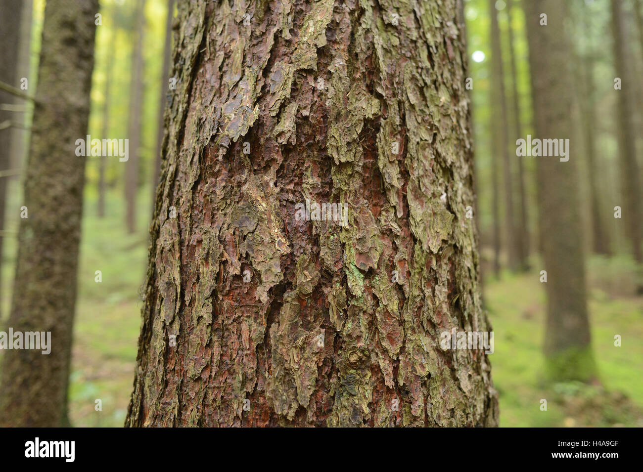 Fichte, Picea Abies, Stamm, mittlerer close-up Stockfotografie - Alamy