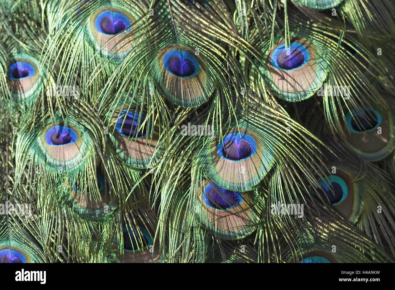 Blauer Pfau, Pavo Cristatus, Federn, Nahaufnahme, Männlein, Tier, Zoo ...