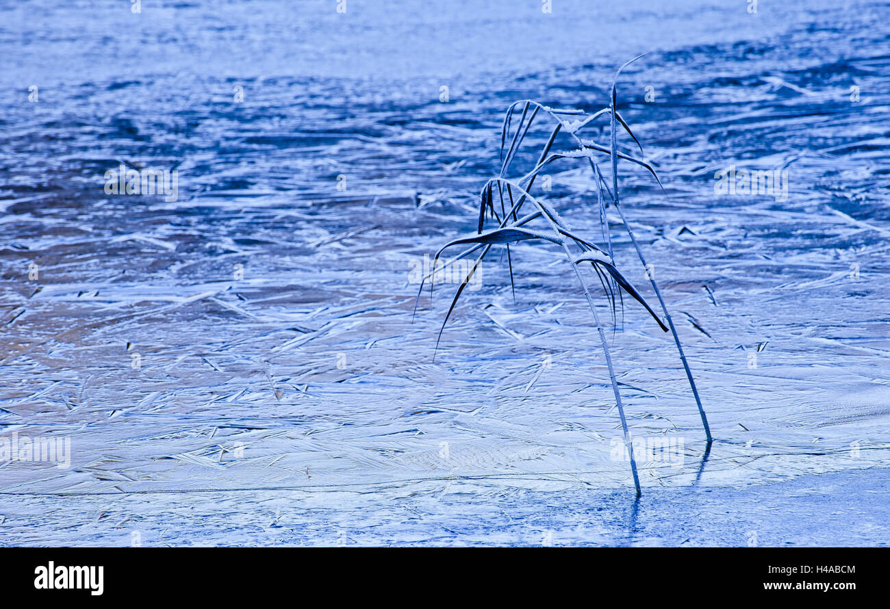 Reed sheet -Fotos und -Bildmaterial in hoher Auflösung – Alamy
