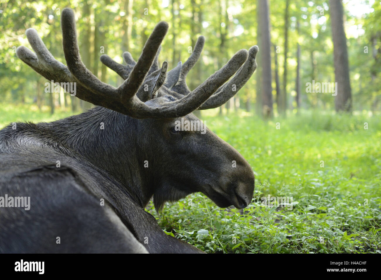 Liegender stier -Fotos und -Bildmaterial in hoher Auflösung – Alamy