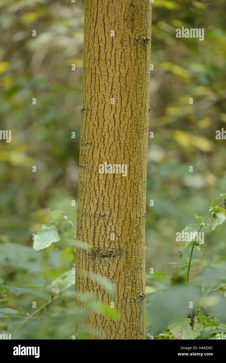 Gewöhnliche esche -Fotos und -Bildmaterial in hoher Auflösung – Alamy