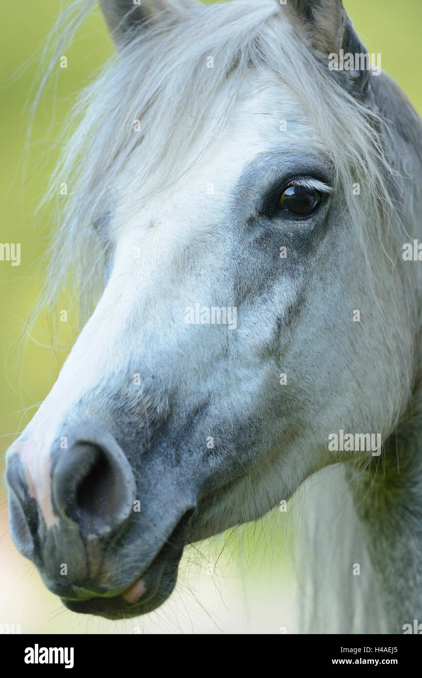 Stute portrait -Fotos und -Bildmaterial in hoher Auflösung – Alamy