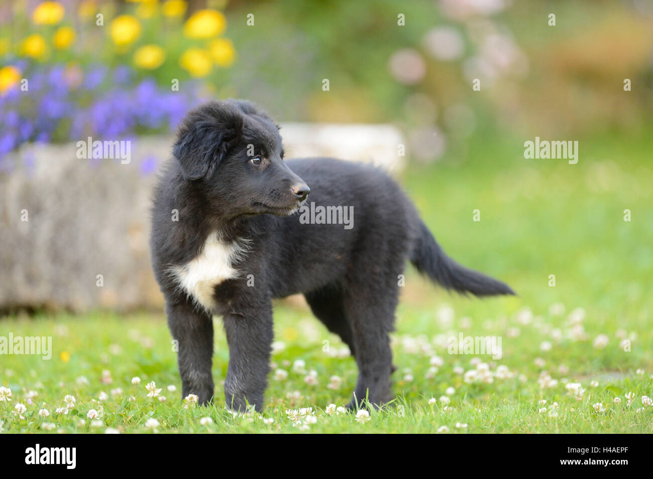 Hund stehend seite -Fotos und -Bildmaterial in hoher Auflösung – Alamy