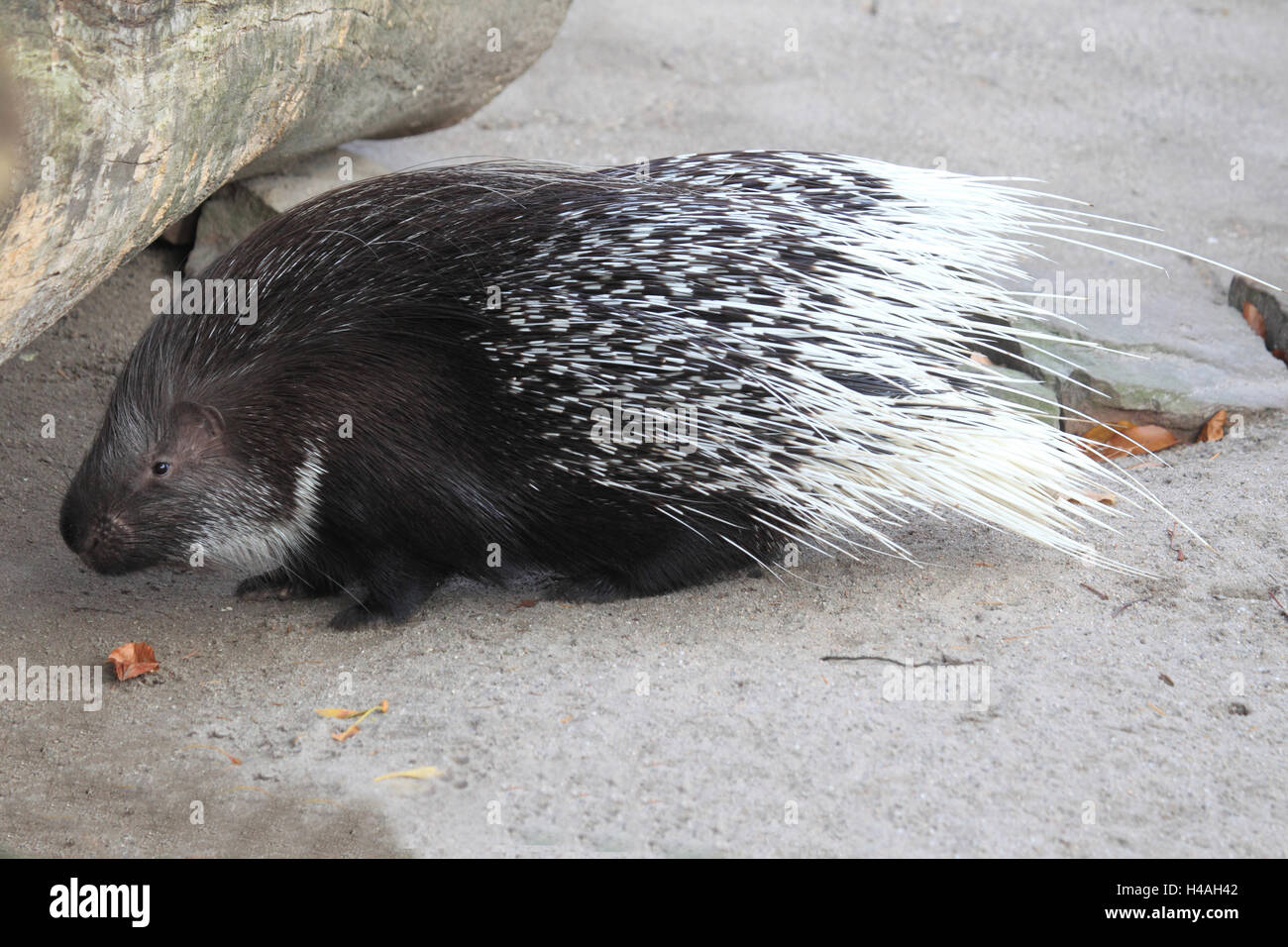 Crested Stachelschwein, Hystrix cristata Stockfotografie - Alamy