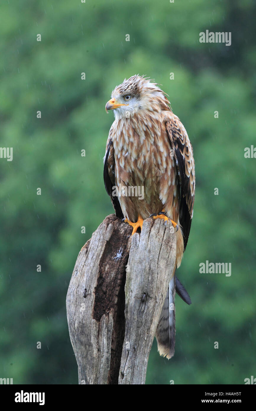 Roter milan -Fotos und -Bildmaterial in hoher Auflösung – Alamy