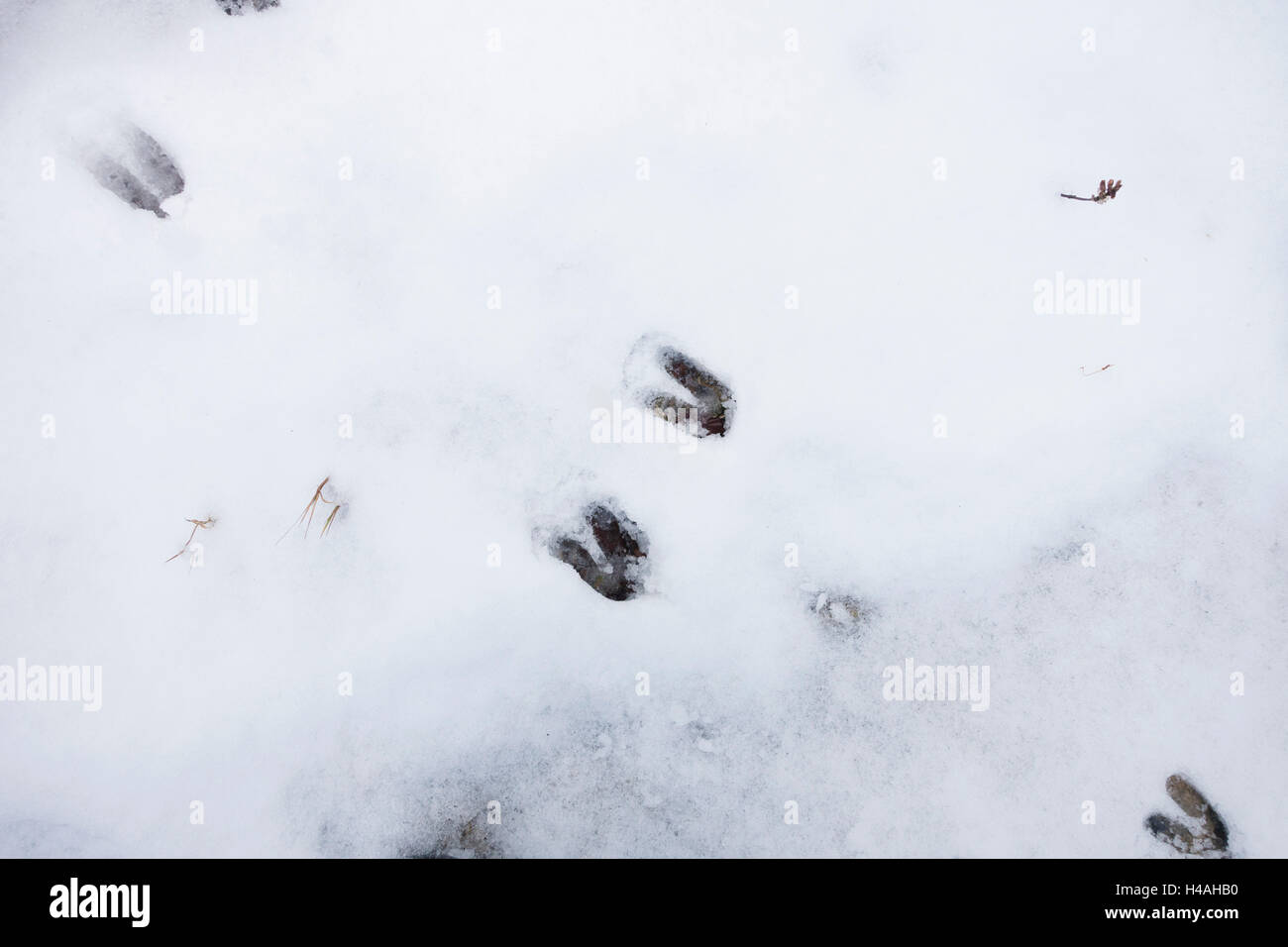 Hirschspuren Im Schnee Stockfotos und -bilder Kaufen - Alamy