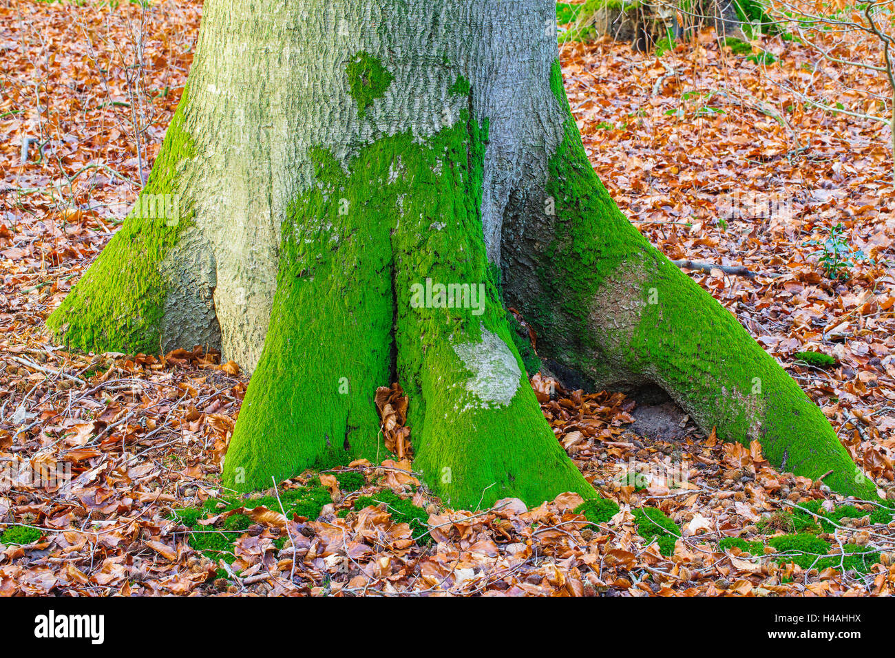 Baum-Stamm der Buche Stockfotografie - Alamy