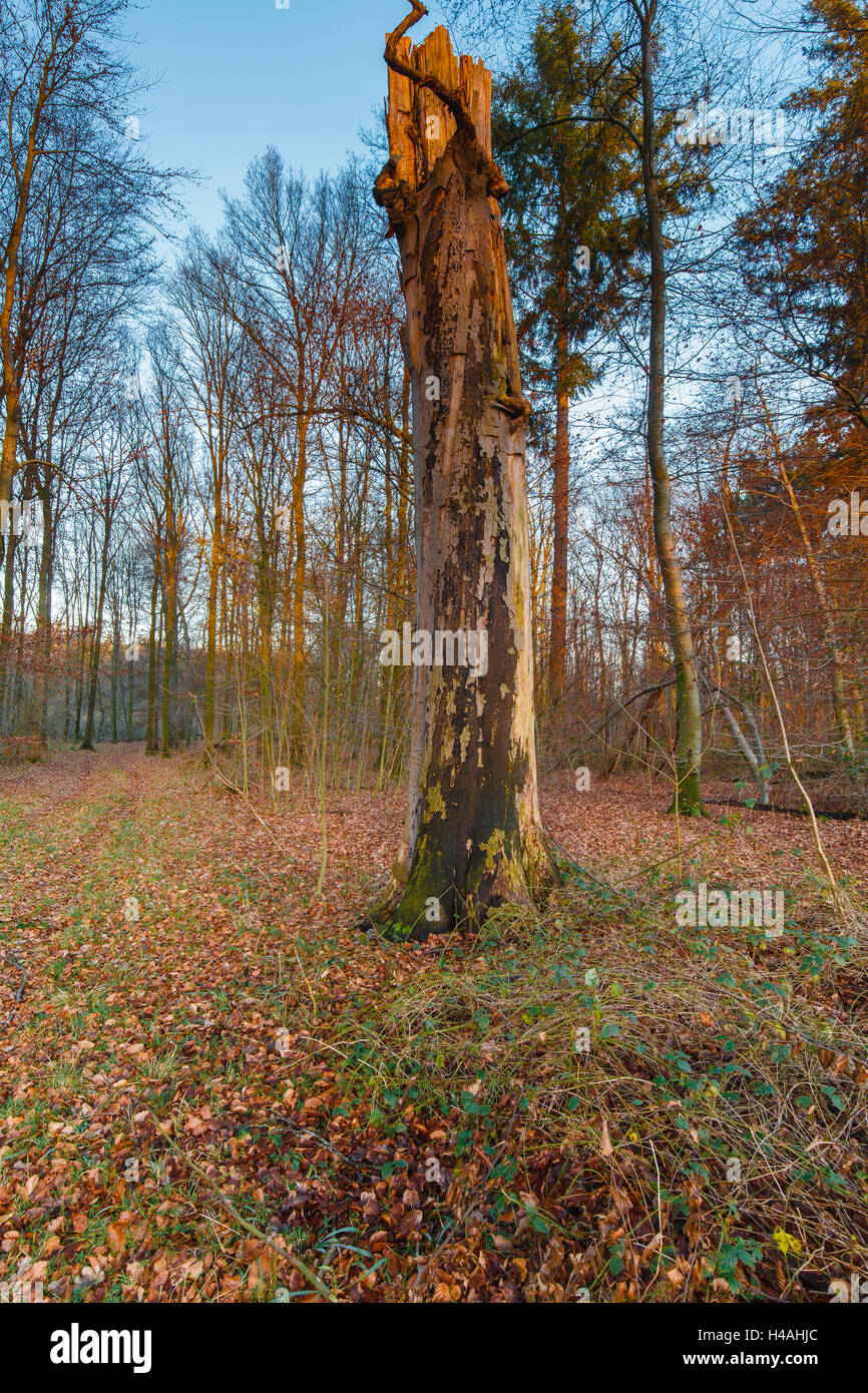 Totholz lebensraum -Fotos und -Bildmaterial in hoher Auflösung – Alamy