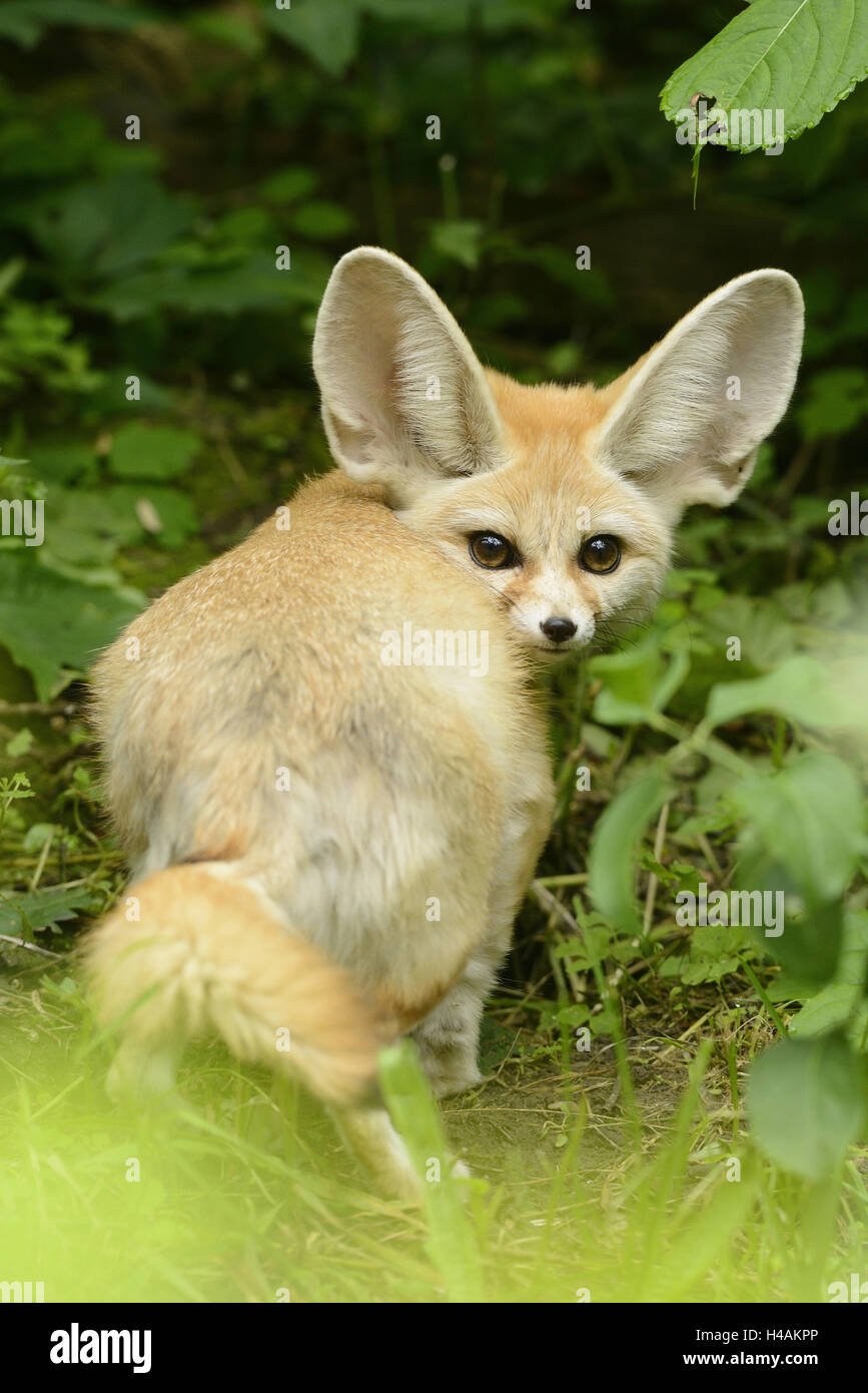 Fennek fuchs fennecus zerda -Fotos und -Bildmaterial in hoher Auflösung ...