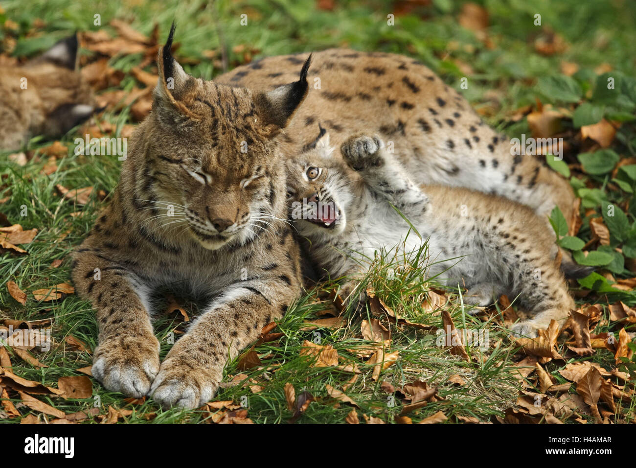 Eurasischer Luchs Lynx Lynx, Mutter Tier, dösen, Jungtier, verliert ...