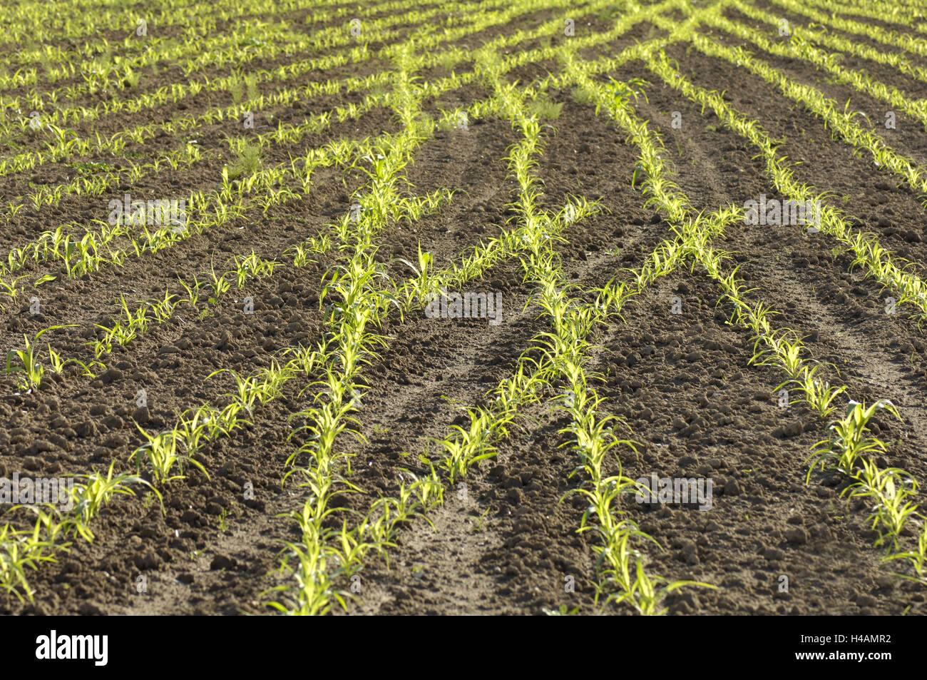 Mais-Feld, Anbau, Maispflanzen, jung Stockfotografie - Alamy