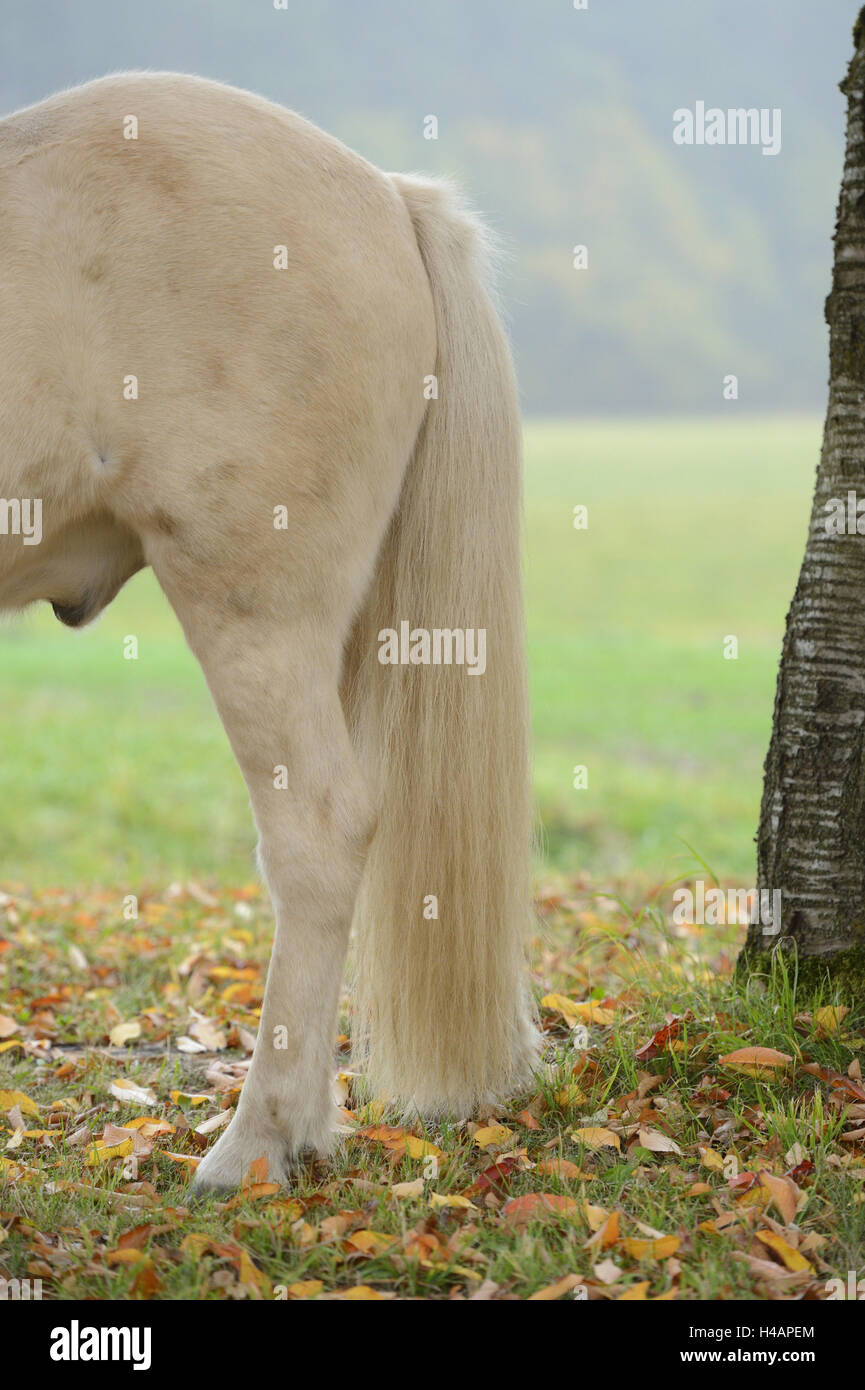 Horse tail detail -Fotos und -Bildmaterial in hoher Auflösung – Alamy
