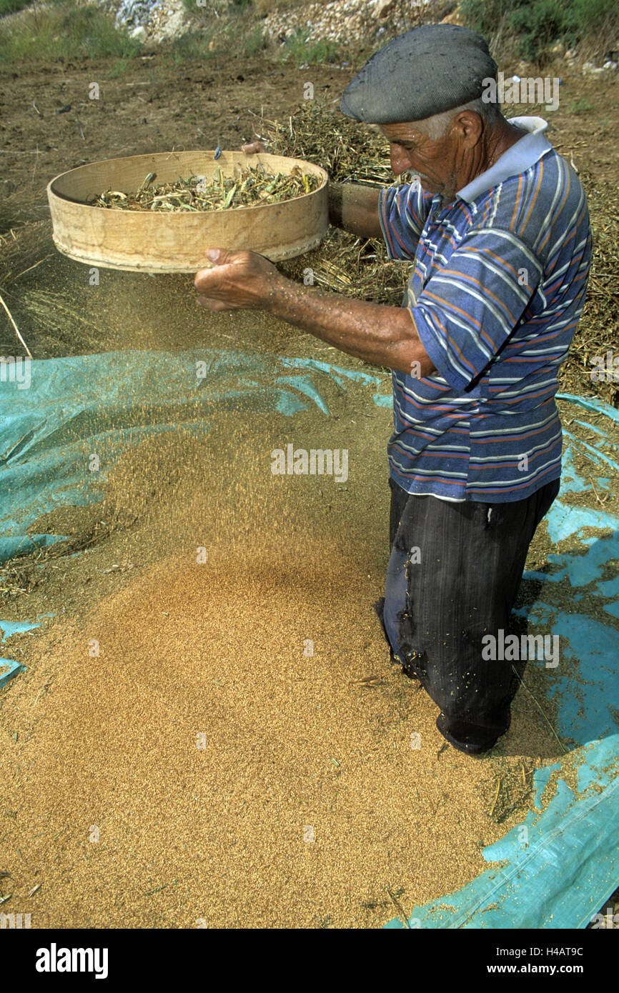 Sesam Ernte Stockfotos und -bilder Kaufen - Alamy