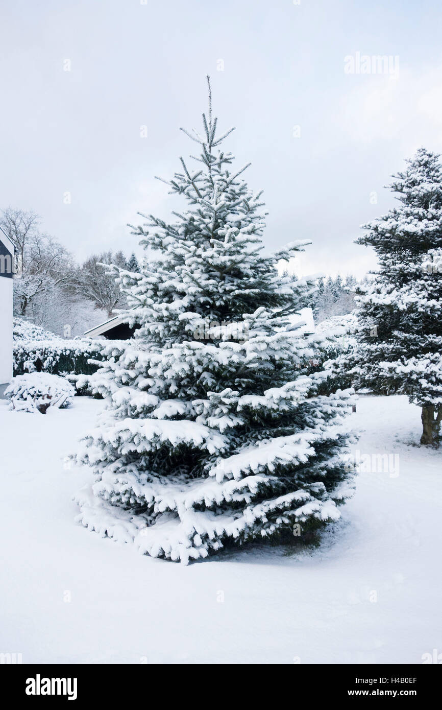 Weihnachtsbaume Im Schnee