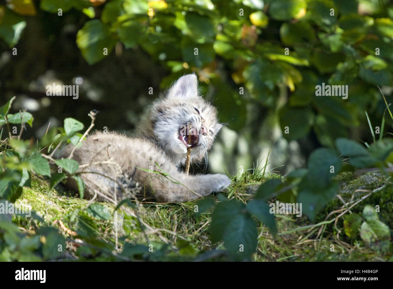 Luchs baby tier baby -Fotos und -Bildmaterial in hoher Auflösung – Alamy