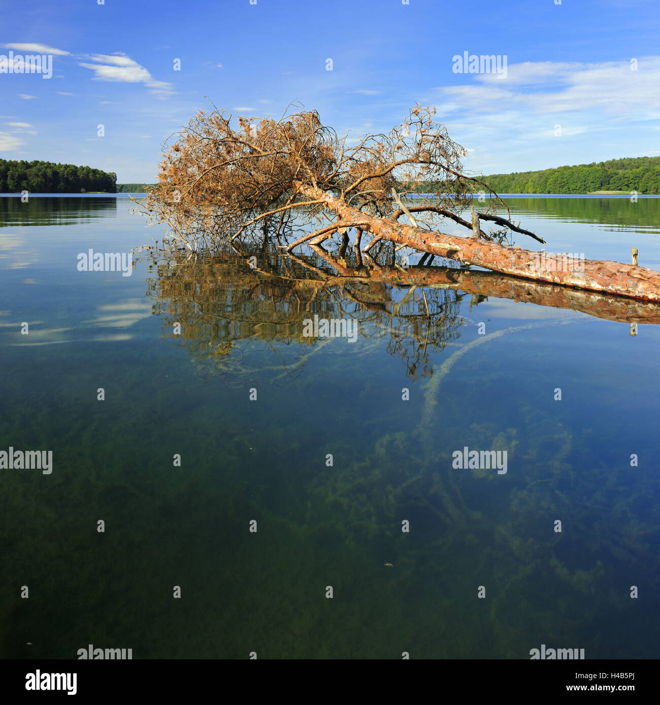 The large stechlin -Fotos und -Bildmaterial in hoher Auflösung – Alamy
