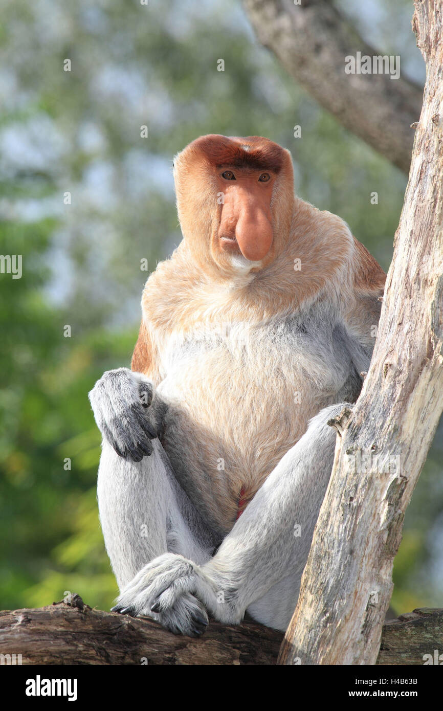 Monkey man -Fotos und -Bildmaterial in hoher Auflösung – Alamy