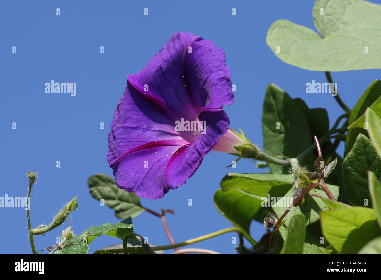 Winch close up -Fotos und -Bildmaterial in hoher Auflösung – Alamy