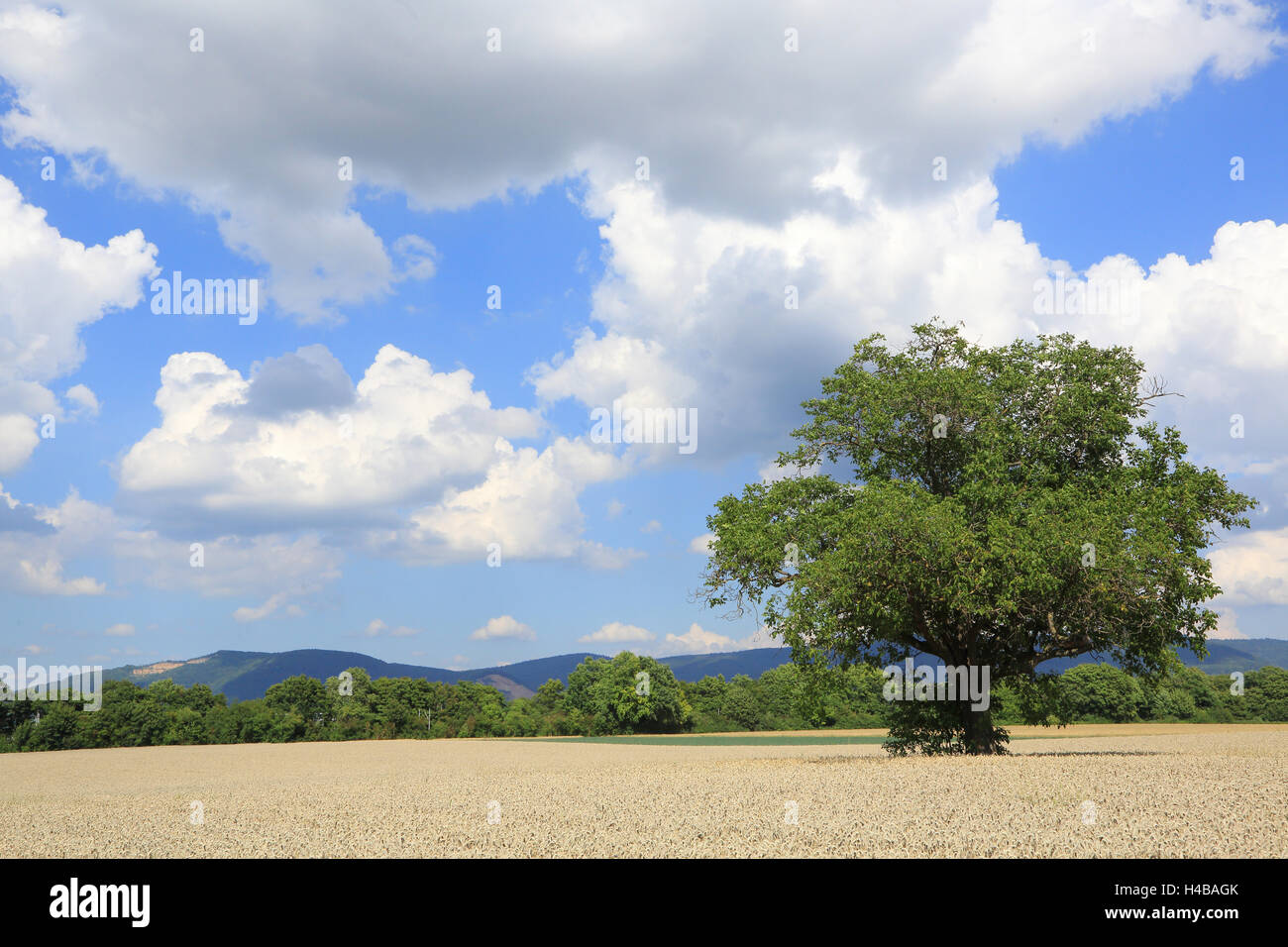 Walnuss Baum Juglans regia Stockfotografie - Alamy