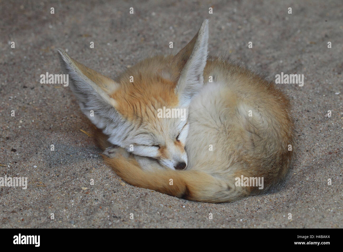 Fennec desert -Fotos und -Bildmaterial in hoher Auflösung – Alamy