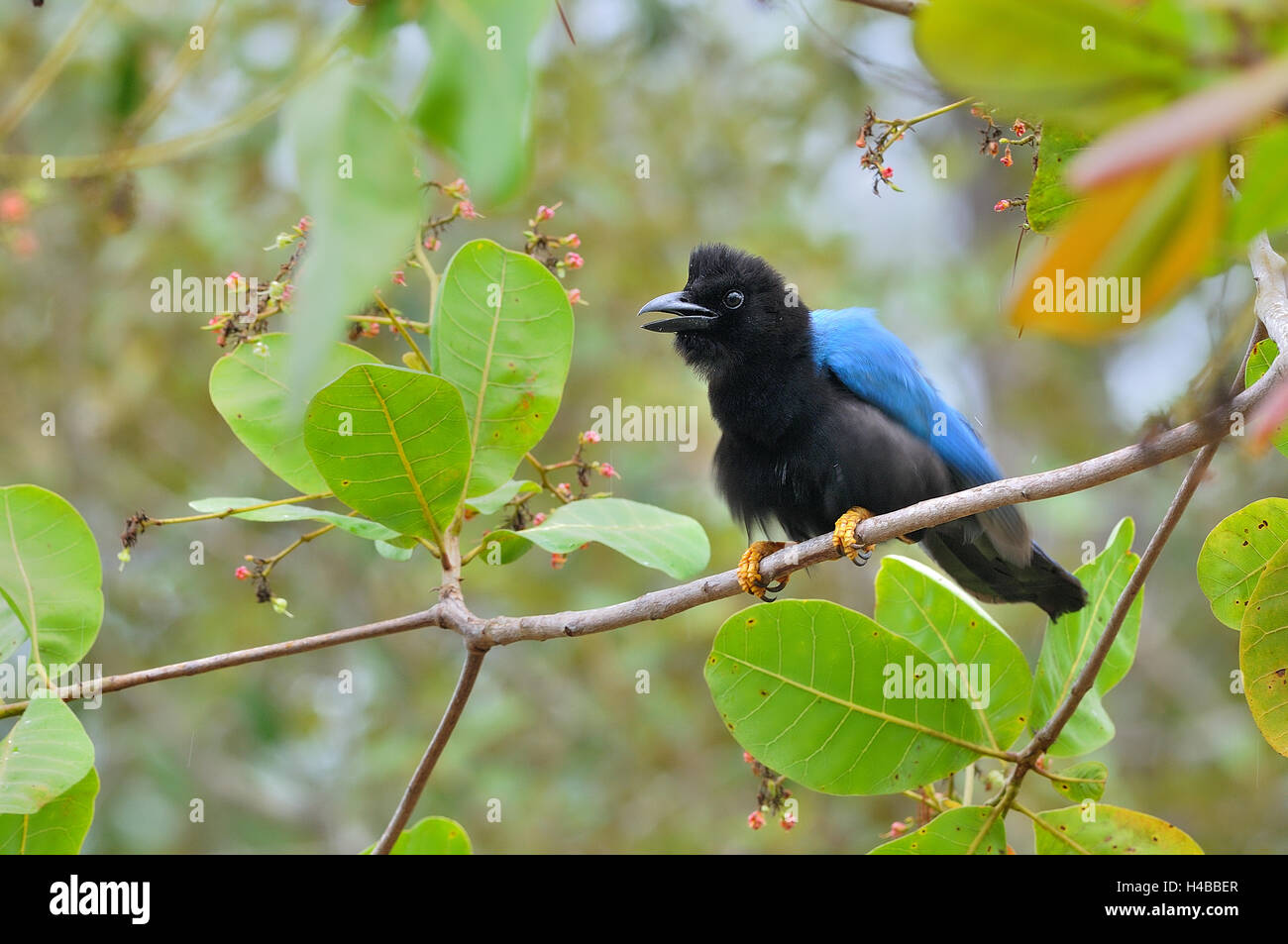 Yucatan Jay (Cyanocorax Yucatanicus), thront, Crooked Tree Wildlife ...