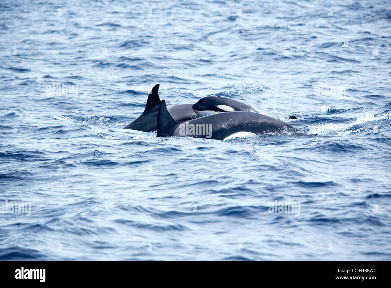 Young whales -Fotos und -Bildmaterial in hoher Auflösung – Alamy