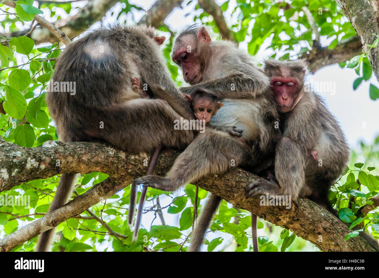 Sitzende makaken -Fotos und -Bildmaterial in hoher Auflösung – Alamy
