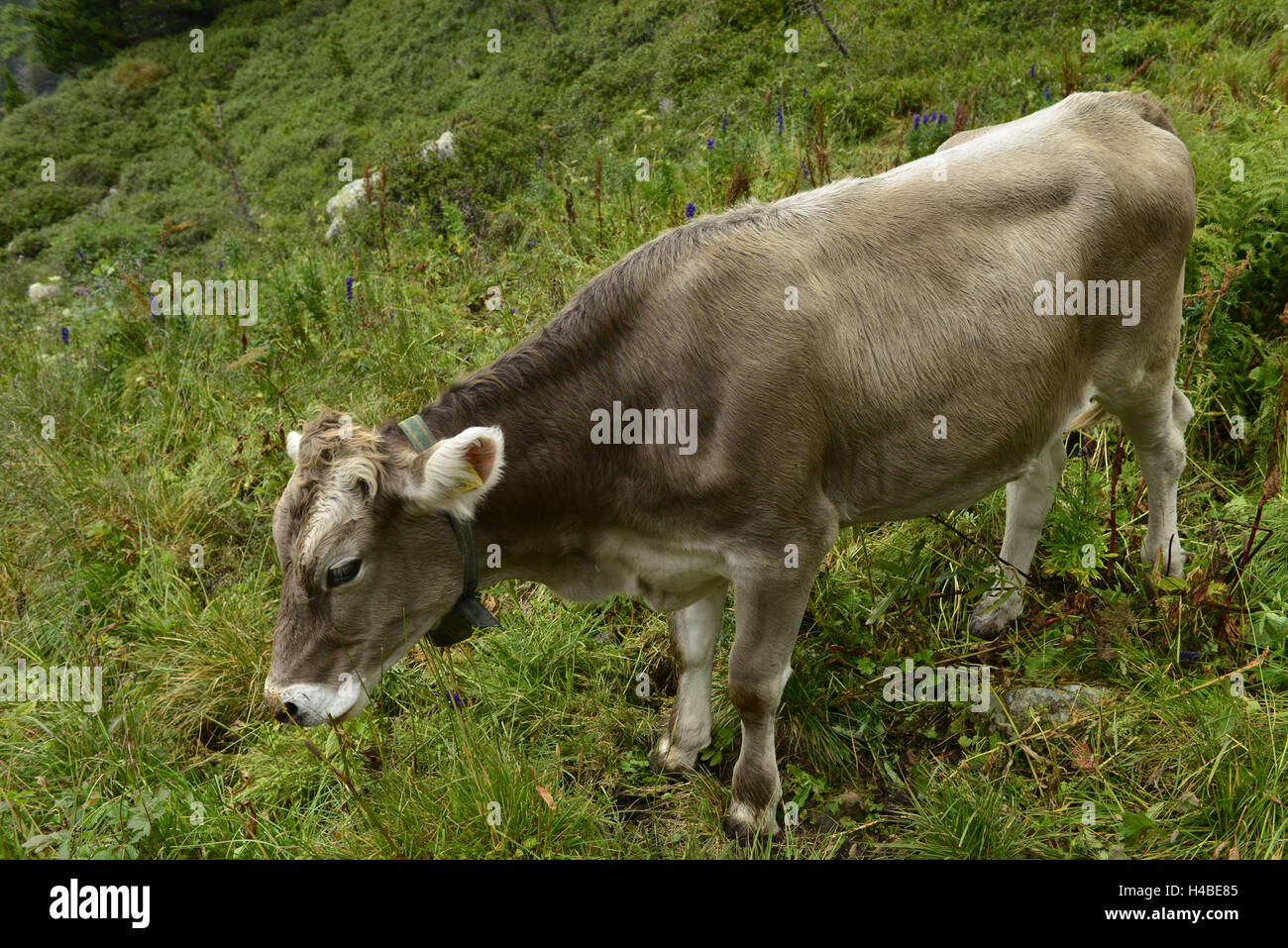 Kuh auf der Alp Stockfotografie - Alamy