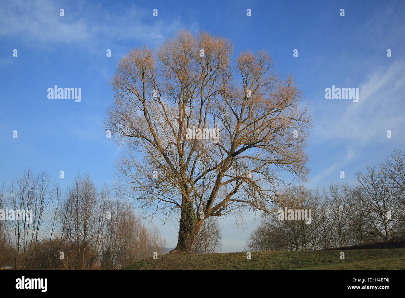 Populus alb -Fotos und -Bildmaterial in hoher Auflösung – Alamy