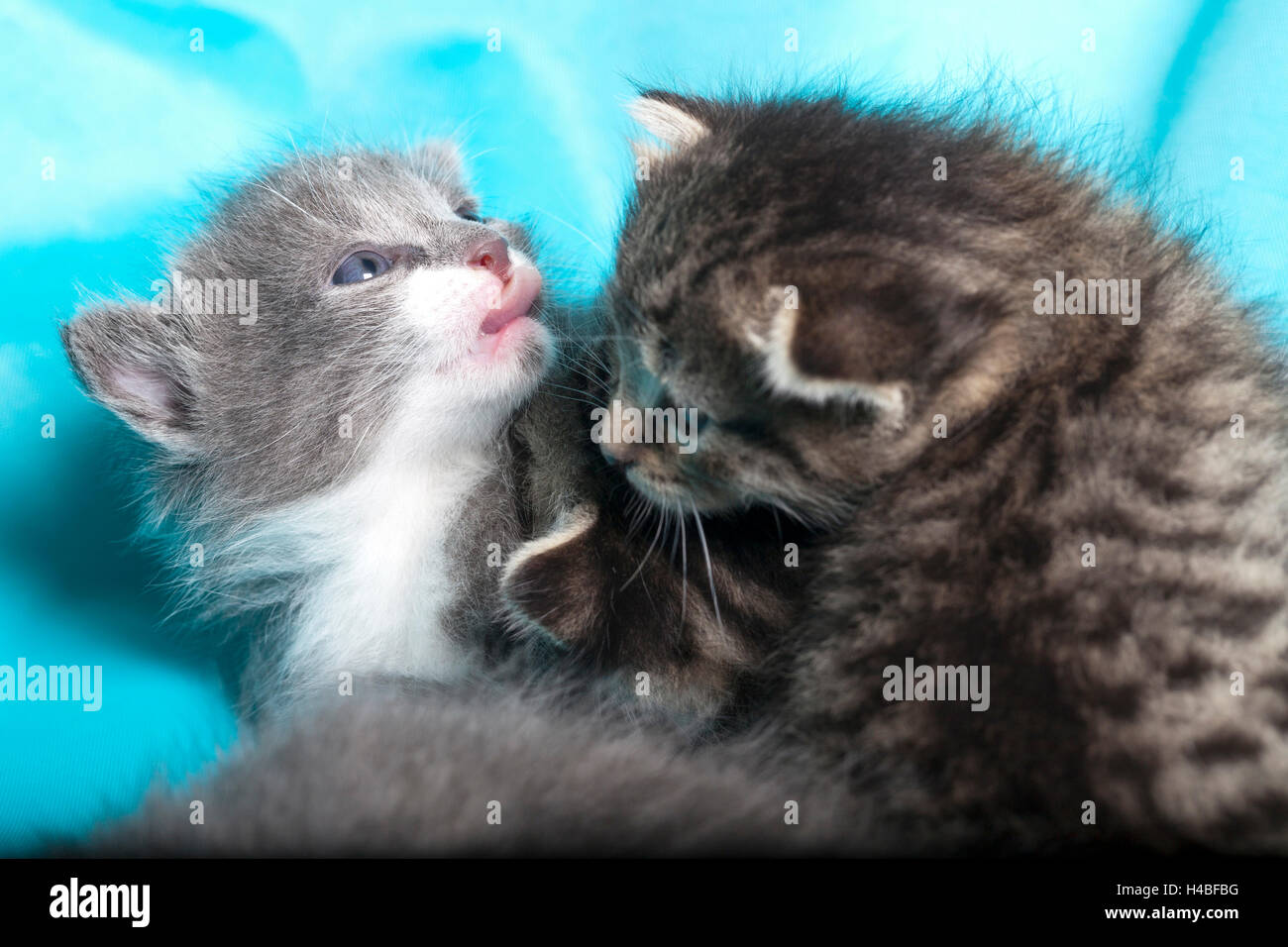 Baby katzen -Fotos und -Bildmaterial in hoher Auflösung – Alamy