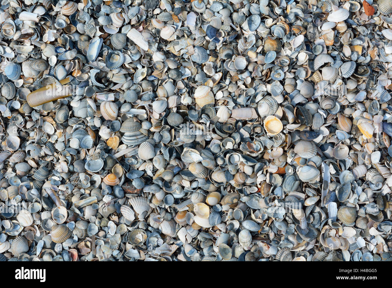 Muschel, Norderney, East Frisia Insel, Nordsee, Niedersachsen ...