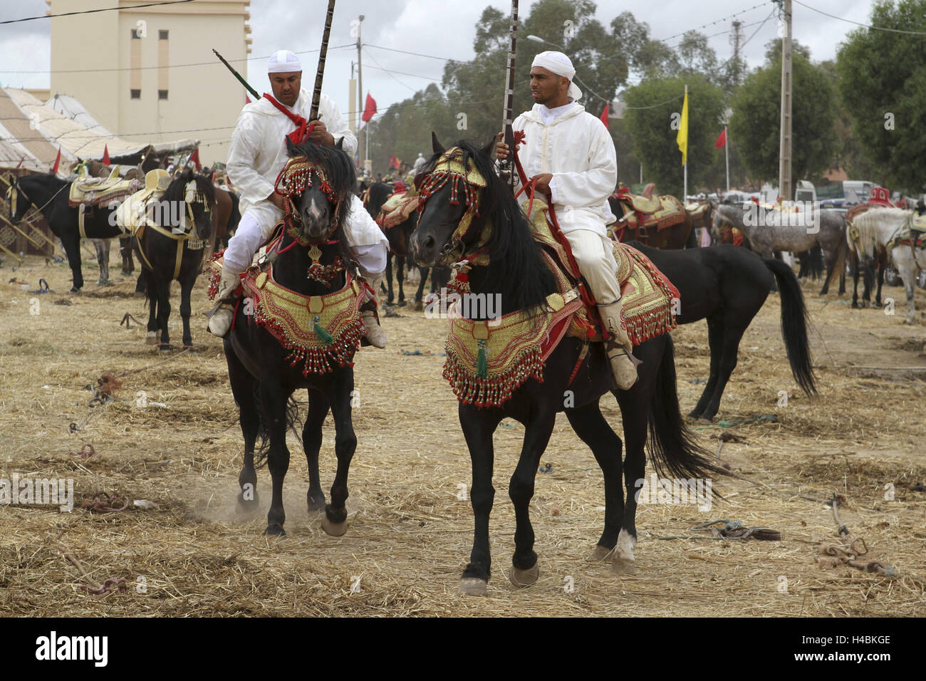 Araber berber pferde Stockfotos und -bilder Kaufen - Alamy