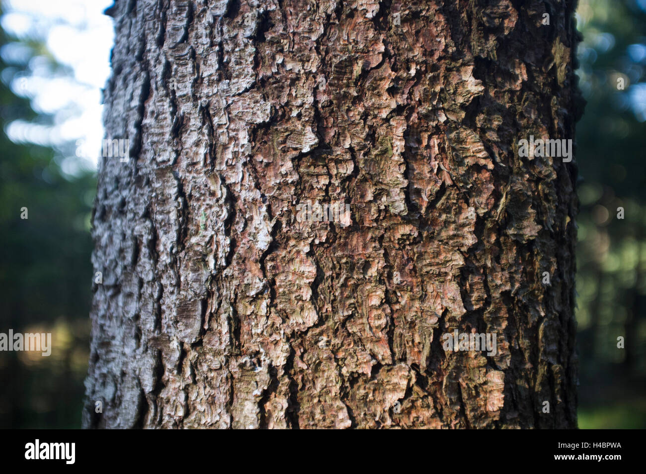 Spruce tree bark -Fotos und -Bildmaterial in hoher Auflösung – Alamy