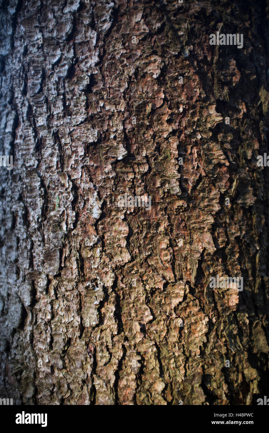 Fichte baumrinde -Fotos und -Bildmaterial in hoher Auflösung – Alamy