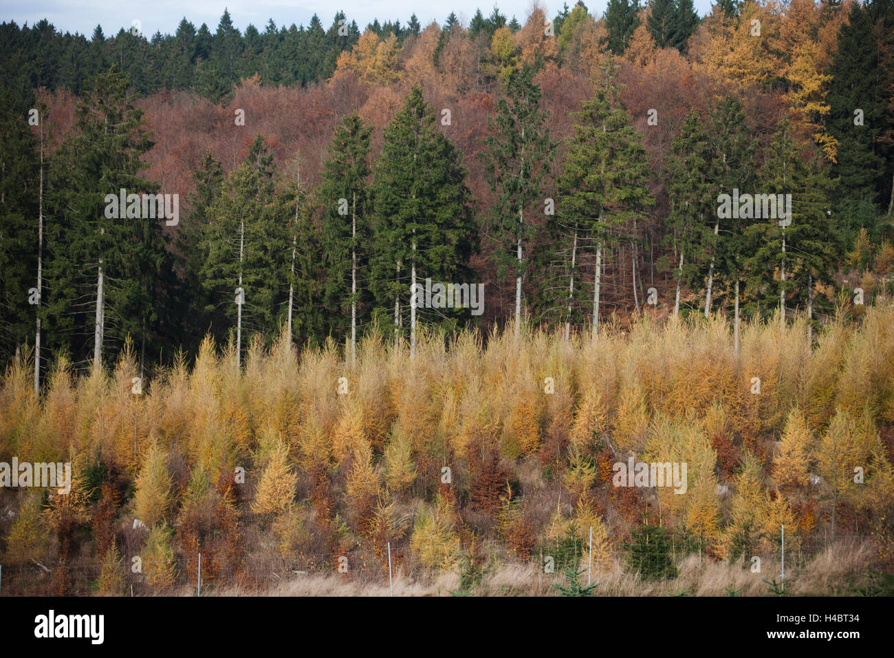 Mischwald im herbst -Fotos und -Bildmaterial in hoher Auflösung – Alamy