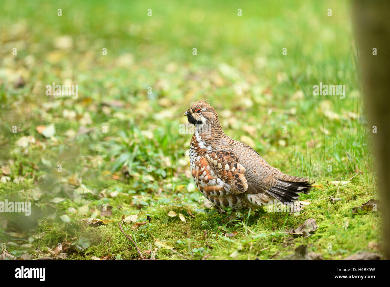 Bonasia bonasia -Fotos und -Bildmaterial in hoher Auflösung – Alamy
