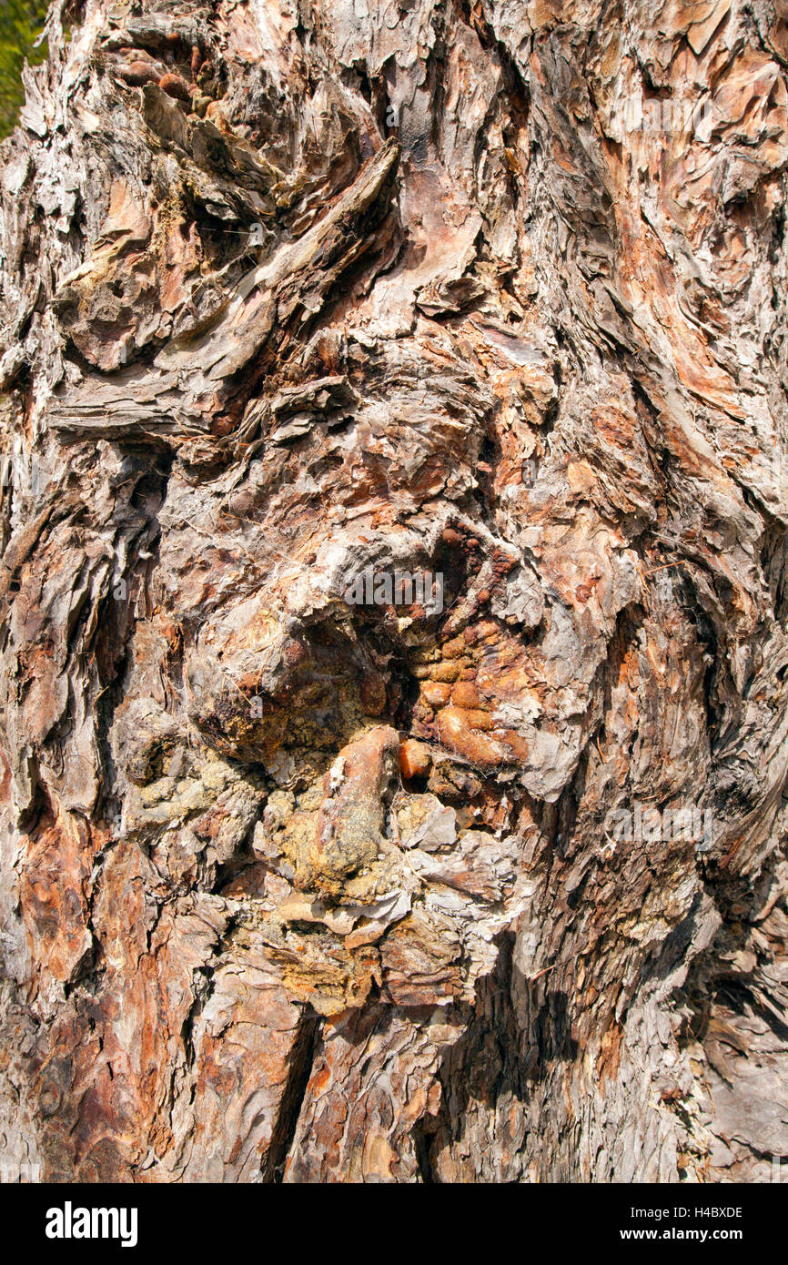 Spruce Tree Bark Stockfotos und -bilder Kaufen - Alamy