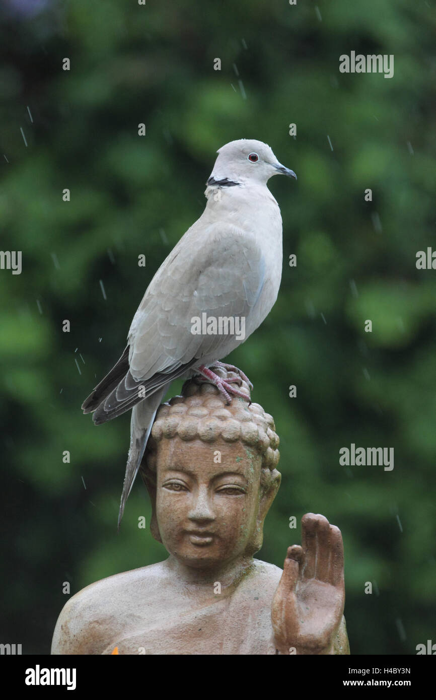 Sitzende taube -Fotos und -Bildmaterial in hoher Auflösung – Alamy